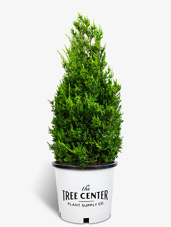 Wichita Blue Juniper Tree | The Tree Center