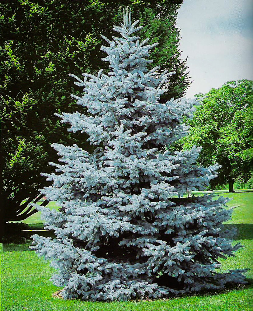 Hoopsii Blue Spruce Trees For Sale | The Tree Center