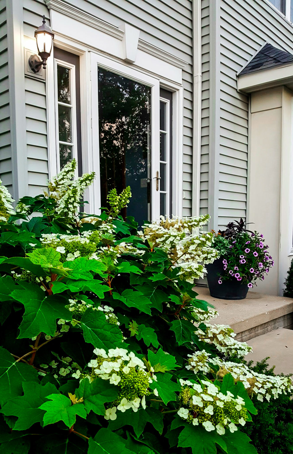 Alice Oakleaf Hydrangeas For Sale Online | The Tree Center