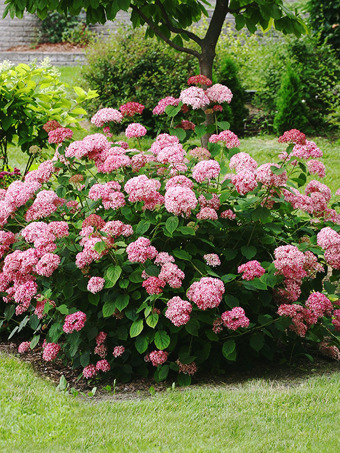 Incrediball® Blush Hydrangeas For Sale Online | The Tree Center