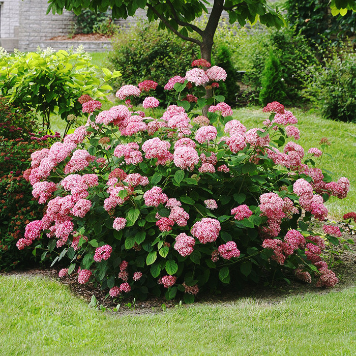 Incrediball® Blush Hydrangeas For Sale Online | The Tree Center
