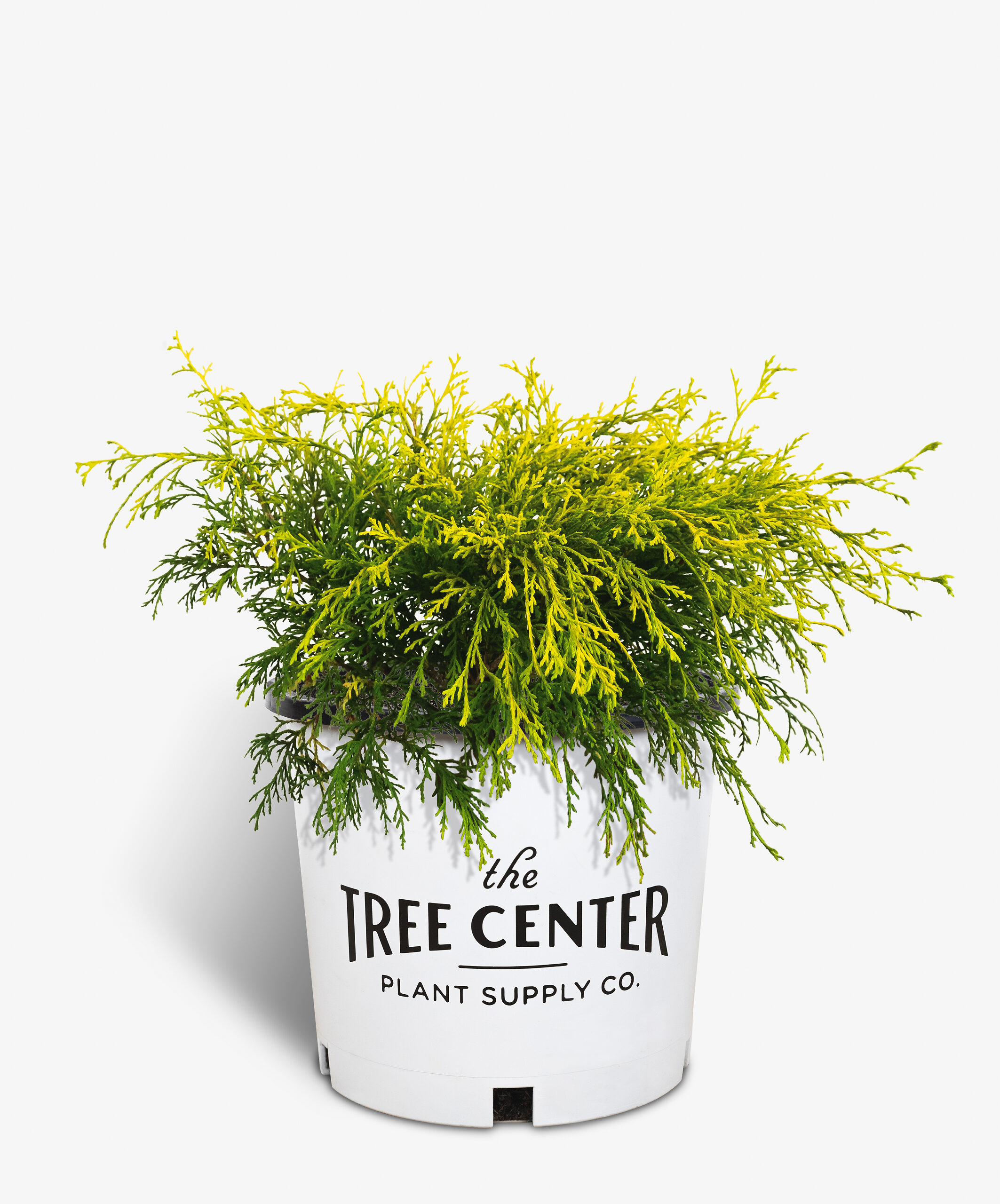 King's Gold Cypress For Sale Online | The Tree Center