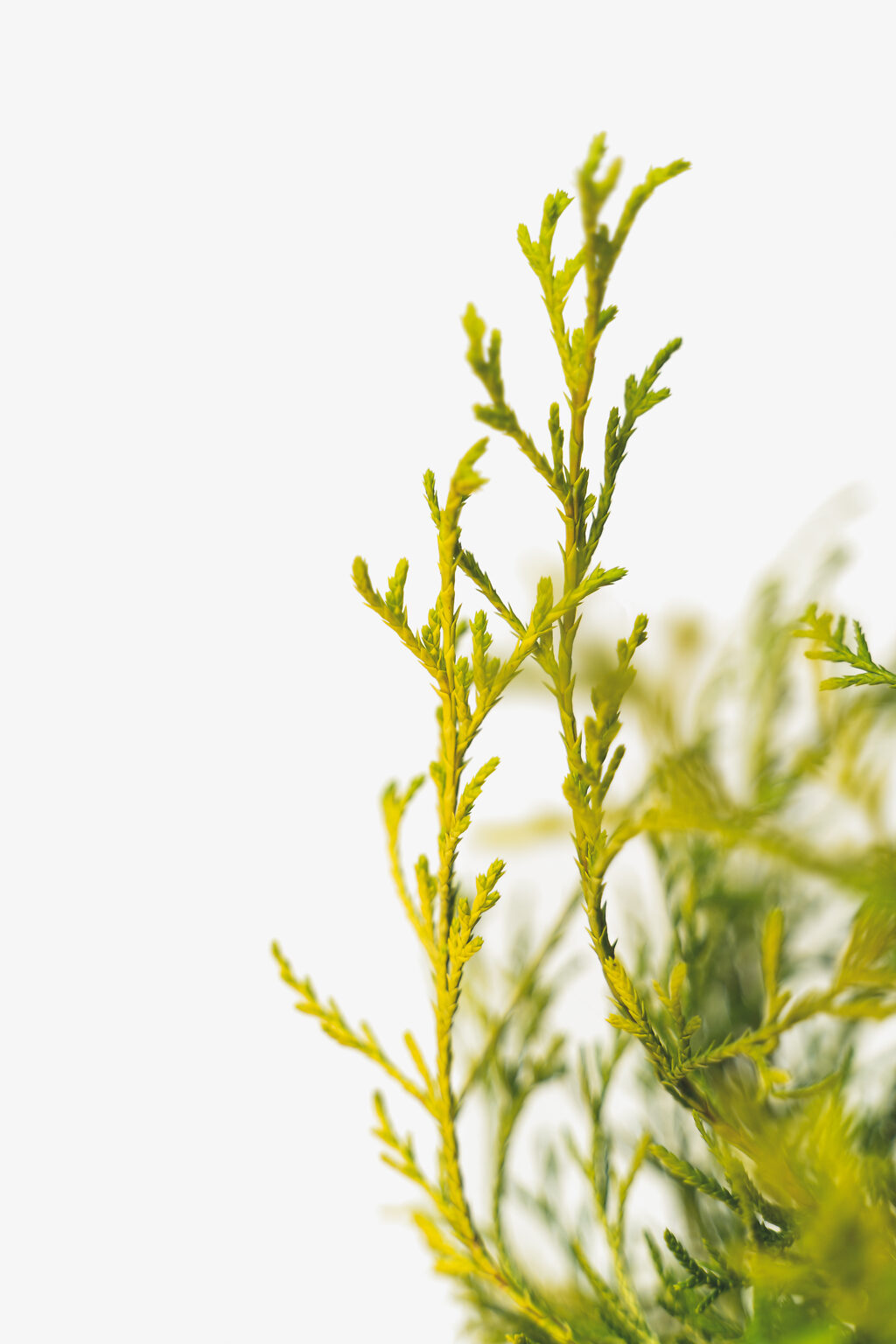 King's Gold Cypress For Sale Online | The Tree Center