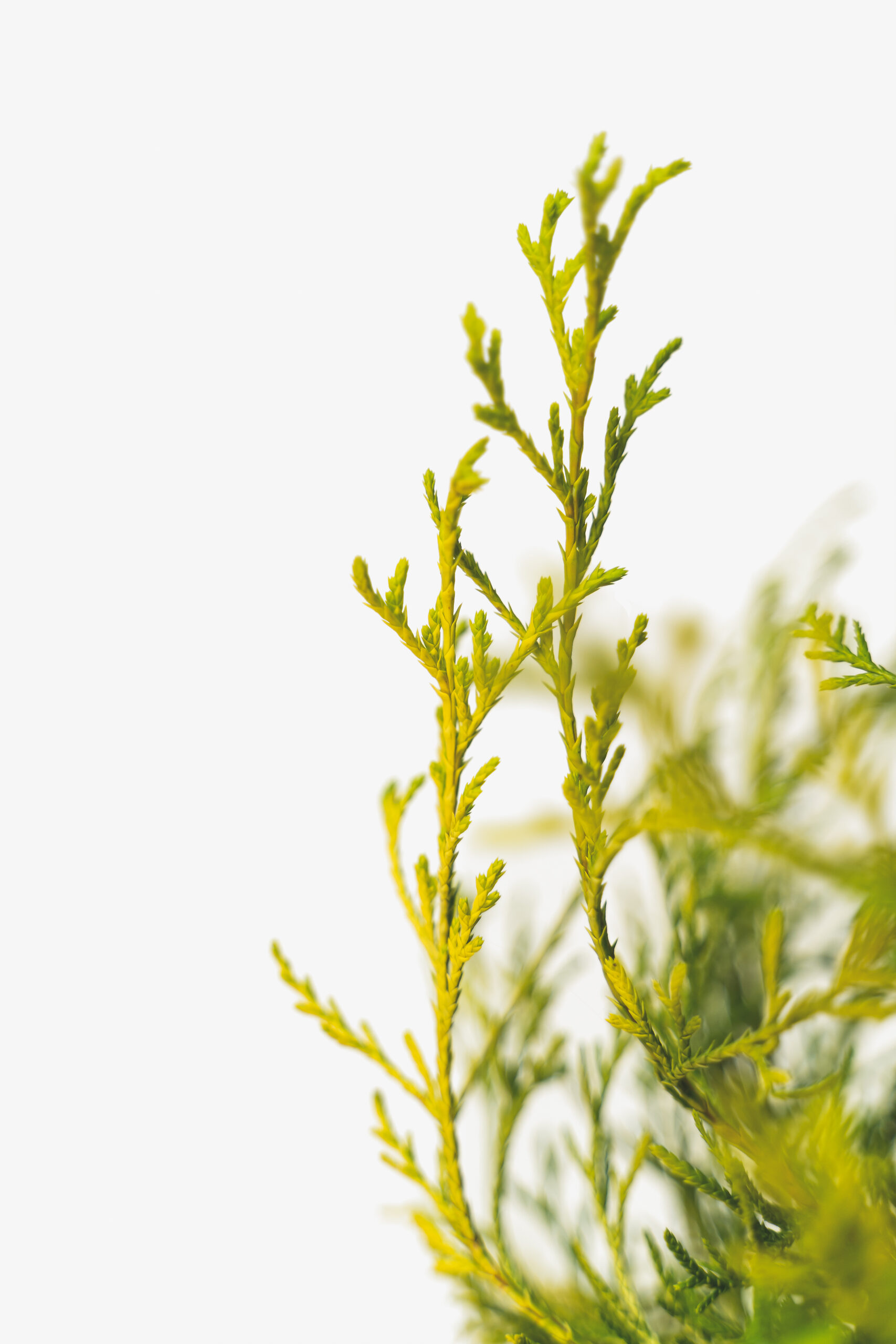 King's Gold Cypress For Sale Online | The Tree Center