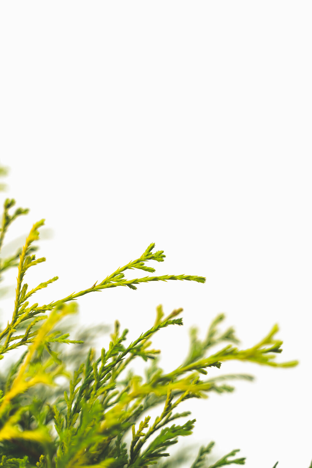 King's Gold Cypress For Sale Online | The Tree Center