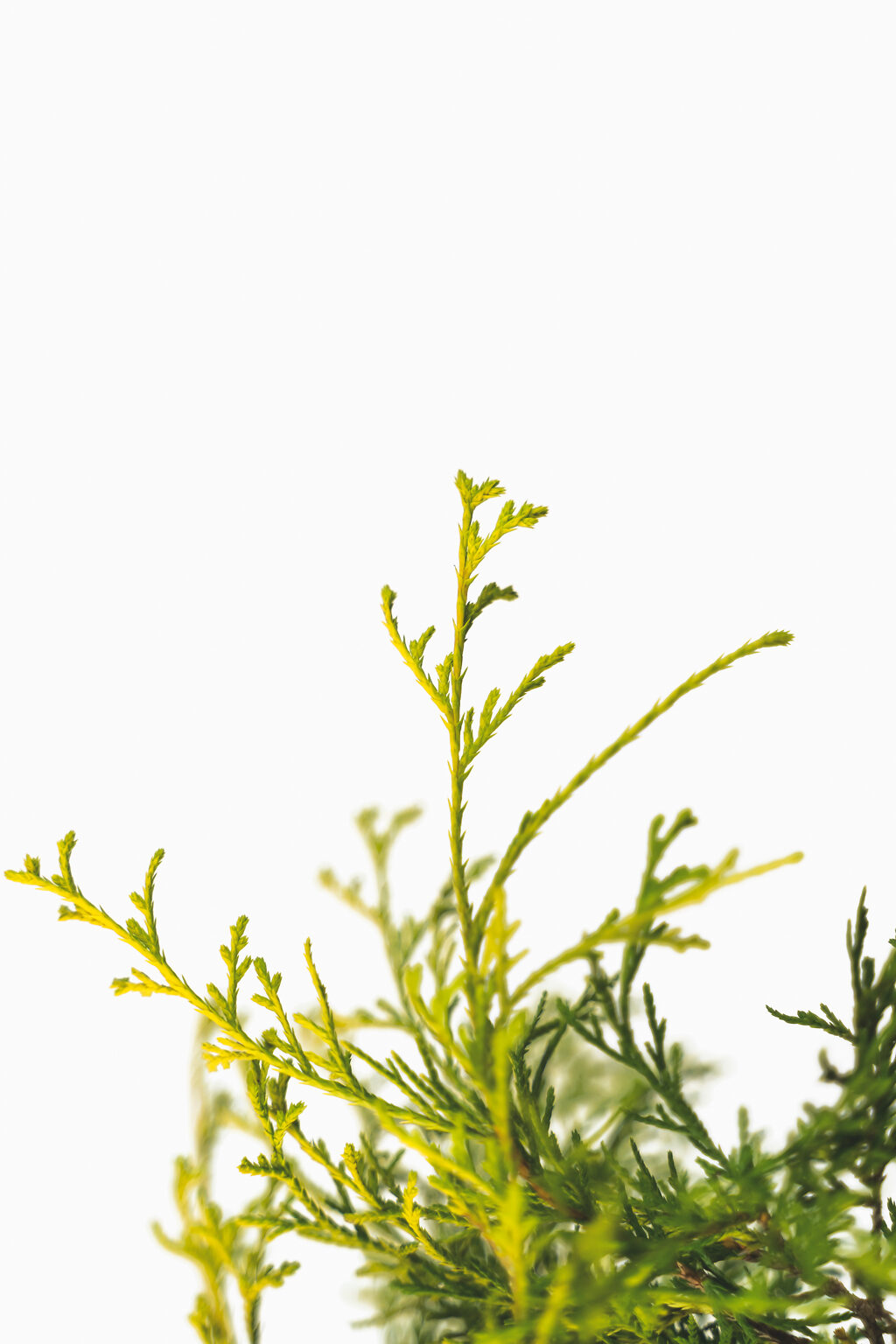 King's Gold Cypress For Sale Online | The Tree Center