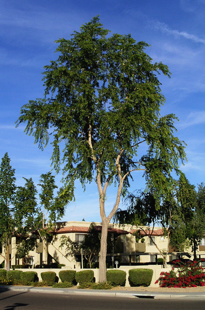 Lacebark Elm Tree For Sale Online | The Tree Center