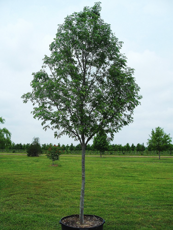 Lacebark Elm Tree For Sale Online | The Tree Center