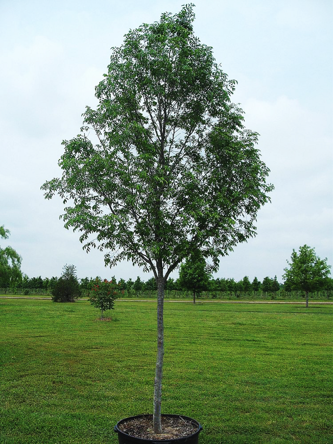 Lacebark Elm Tree For Sale Online | The Tree Center