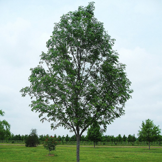 Lacebark Elm Tree For Sale Online | The Tree Center