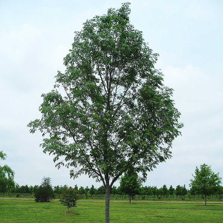 Lacebark Elm Tree For Sale Online | The Tree Center