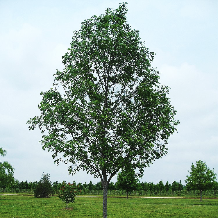 Lacebark Elm Tree For Sale Online | The Tree Center
