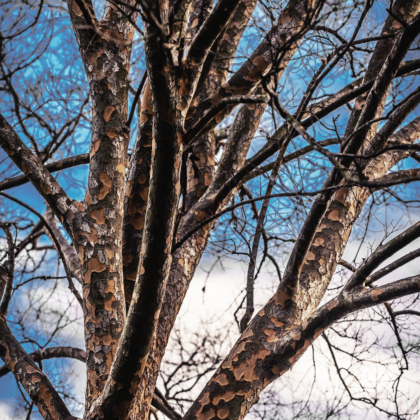 Lacebark Elm Tree For Sale Online | The Tree Center