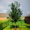 Lacebark Elm Tree For Sale Online | The Tree Center