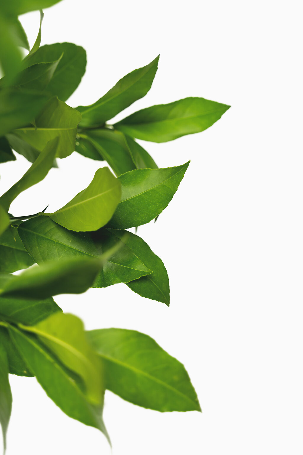 Meyer Lemon Bush For Sale Online | The Tree Center