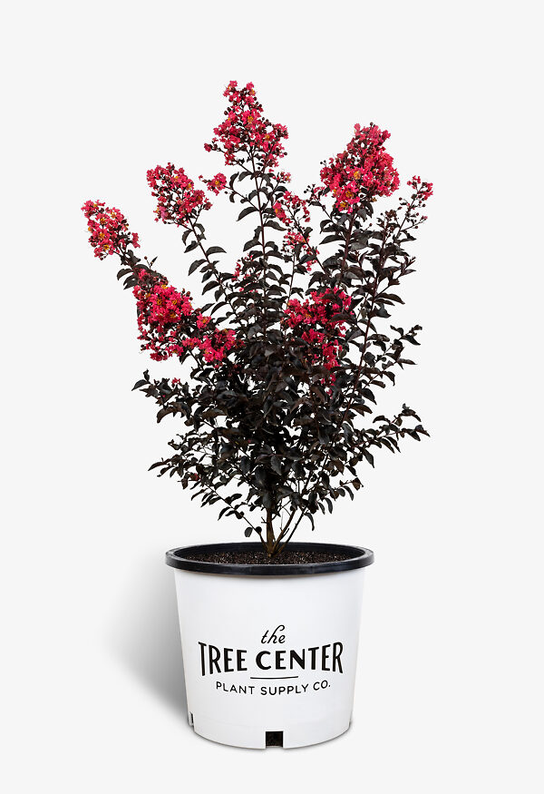 Midnight Magic Crape Myrtles For Sale | The Tree Center