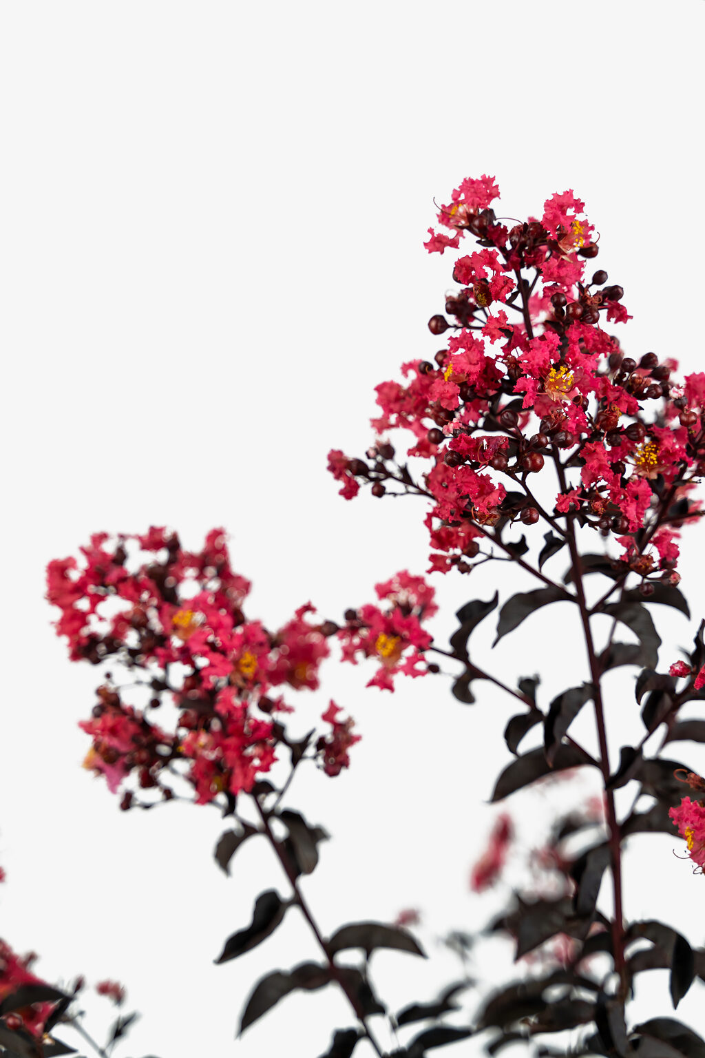 Midnight Magic Crape Myrtles For Sale | The Tree Center