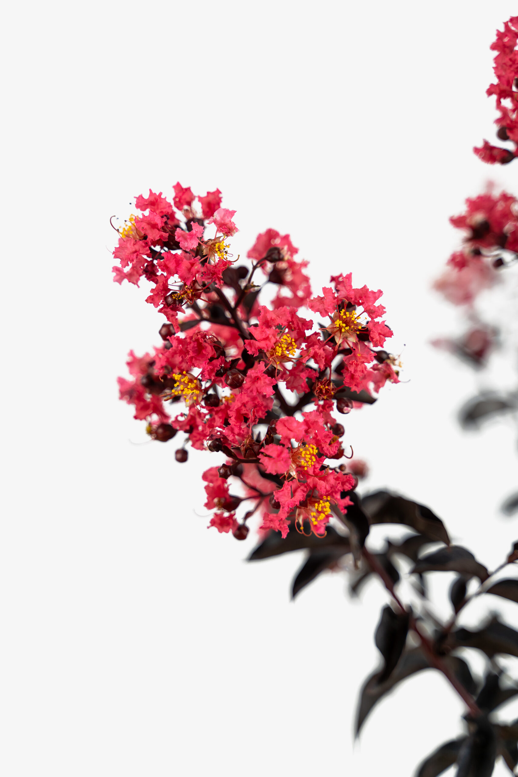 Midnight Magic Crape Myrtles For Sale | The Tree Center
