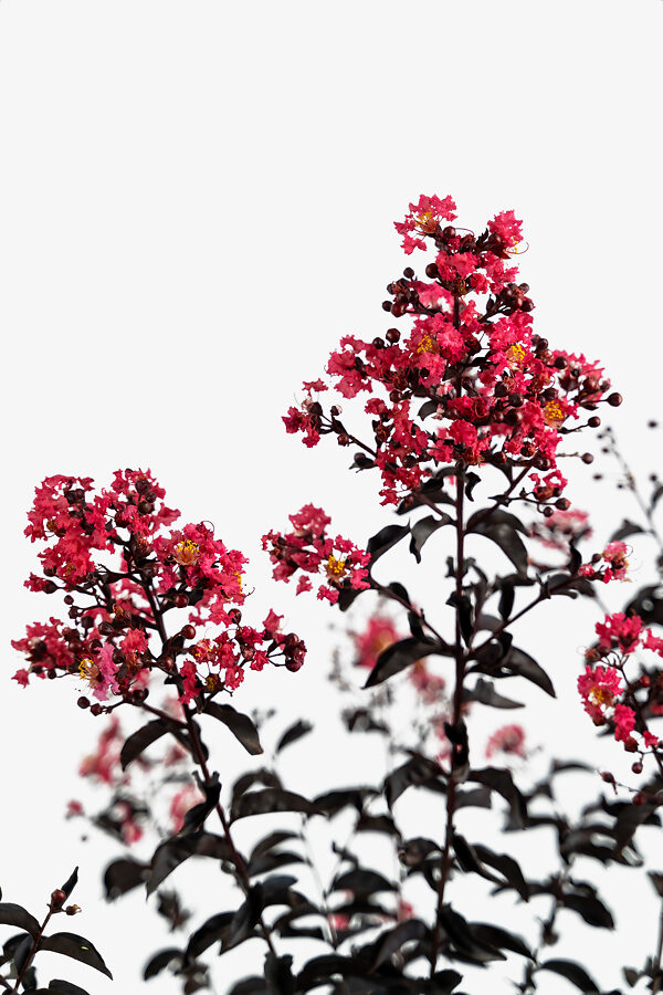 Midnight Magic Crape Myrtles For Sale | The Tree Center