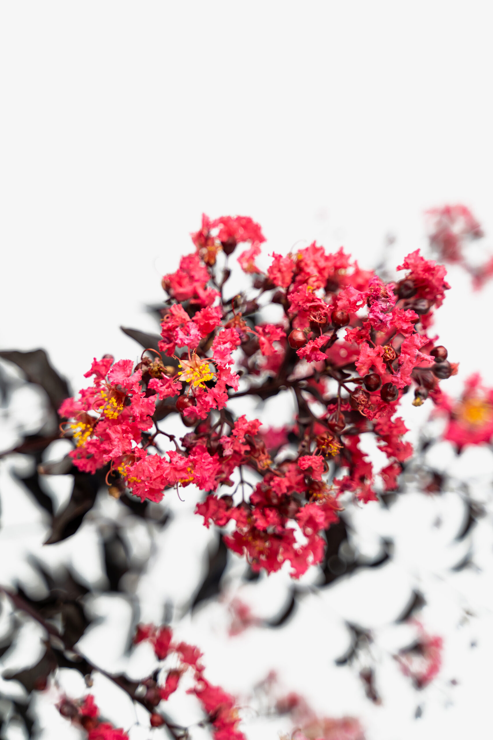 Midnight Magic Crape Myrtles For Sale | The Tree Center