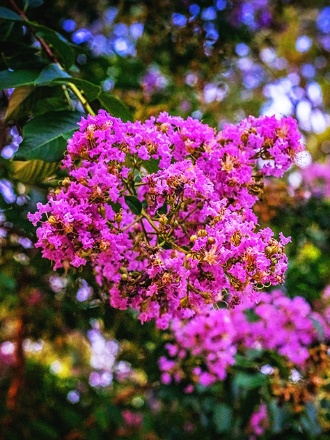 Miss Sandra Crape Myrtle For Sale | The Tree Center