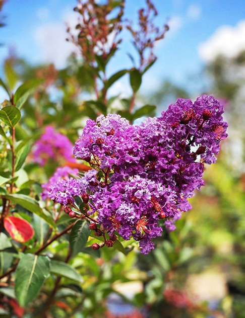 Miss Sandra Crape Myrtle For Sale | The Tree Center