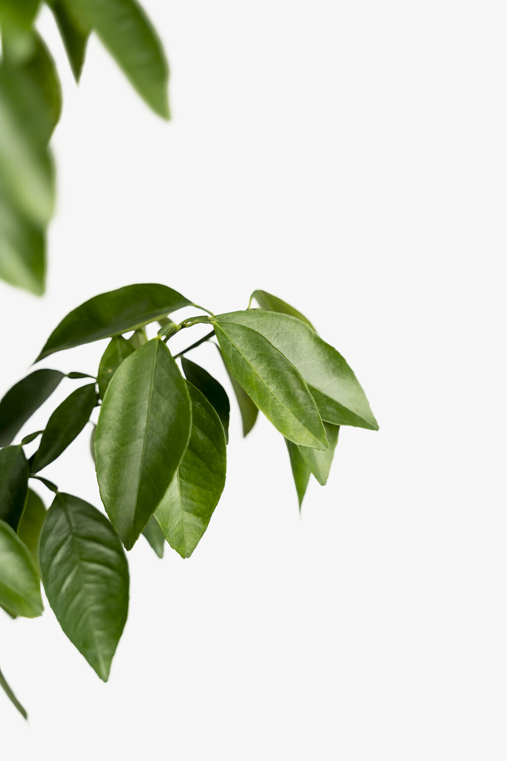 Moro Blood Orange Trees For Sale | The Tree Center