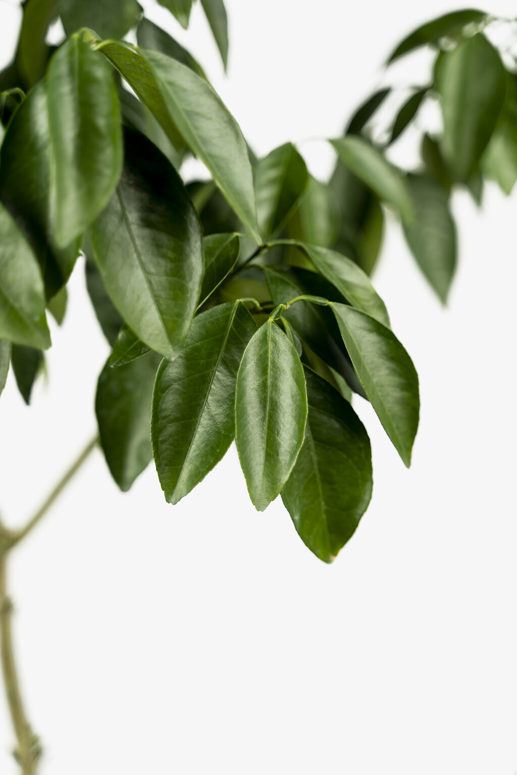 Moro Blood Orange Trees For Sale | The Tree Center