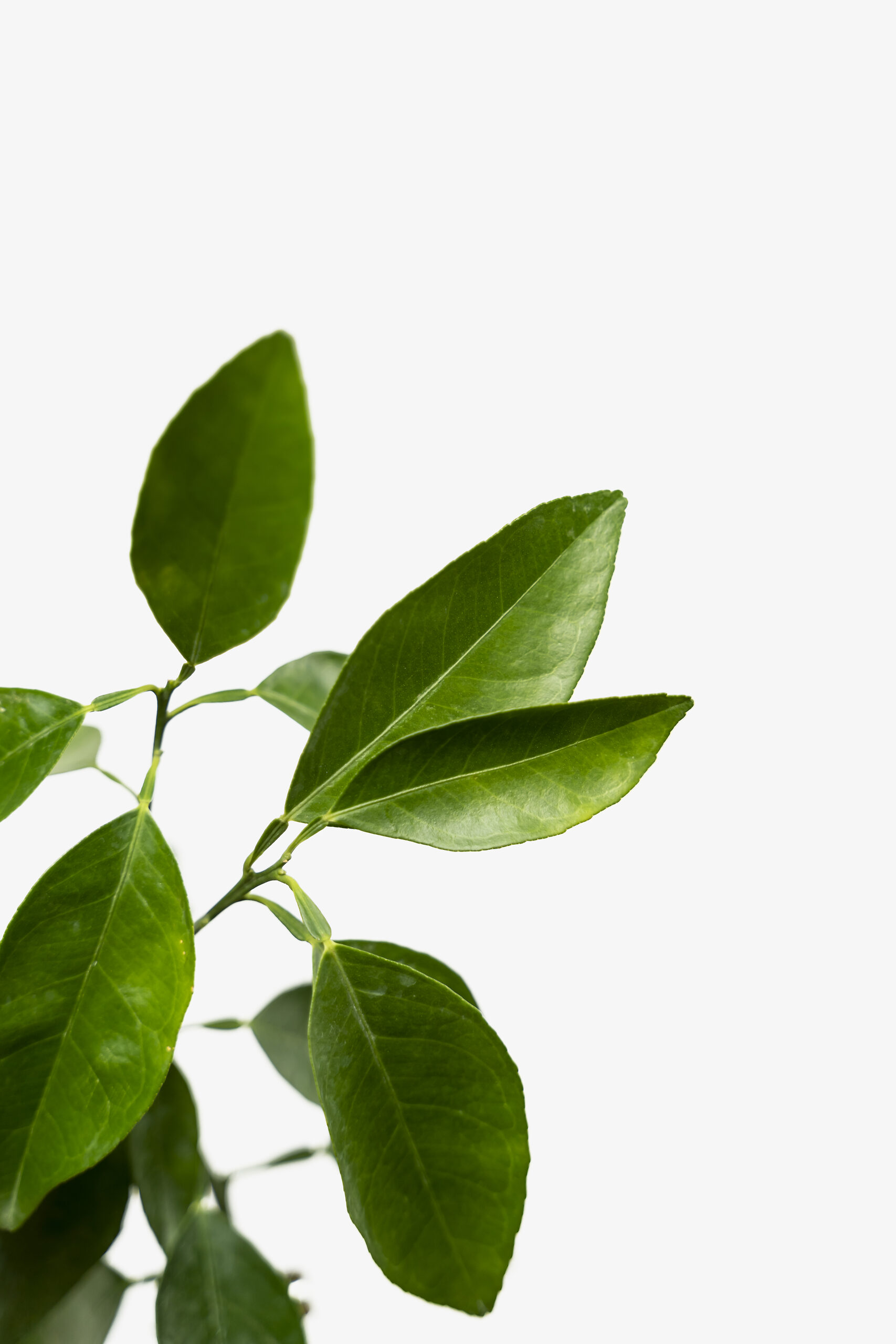 Moro Blood Orange Trees For Sale | The Tree Center