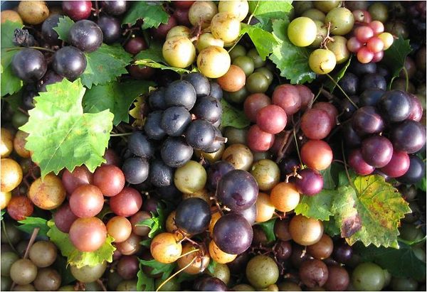 Grow Muscadine Grapes – the Best Grapes You Will Ever Taste | The Tree ...