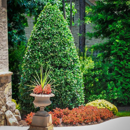 Oak Leaf Holly Trees For Sale Online | The Tree Center