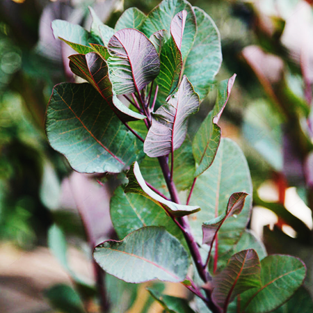 Old Fashioned Smoke Tree | The Tree Center™