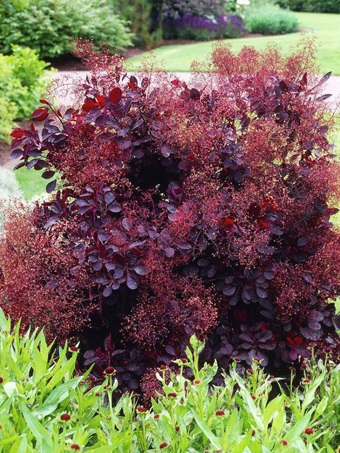 Purple Supreme Smoketree For Sale Online | The Tree Center