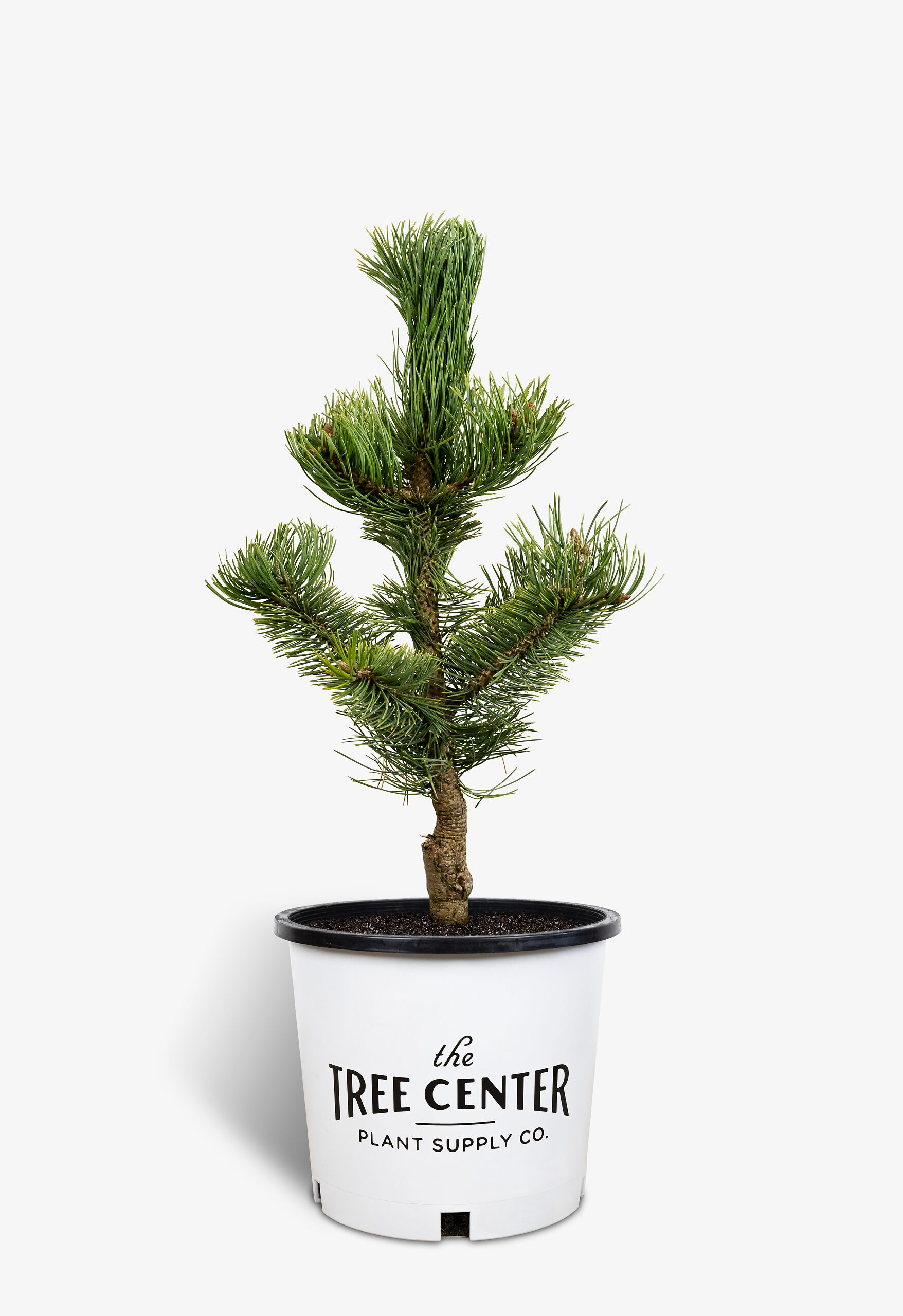 Oregon Green Austrian Pine For Sale | The Tree Center