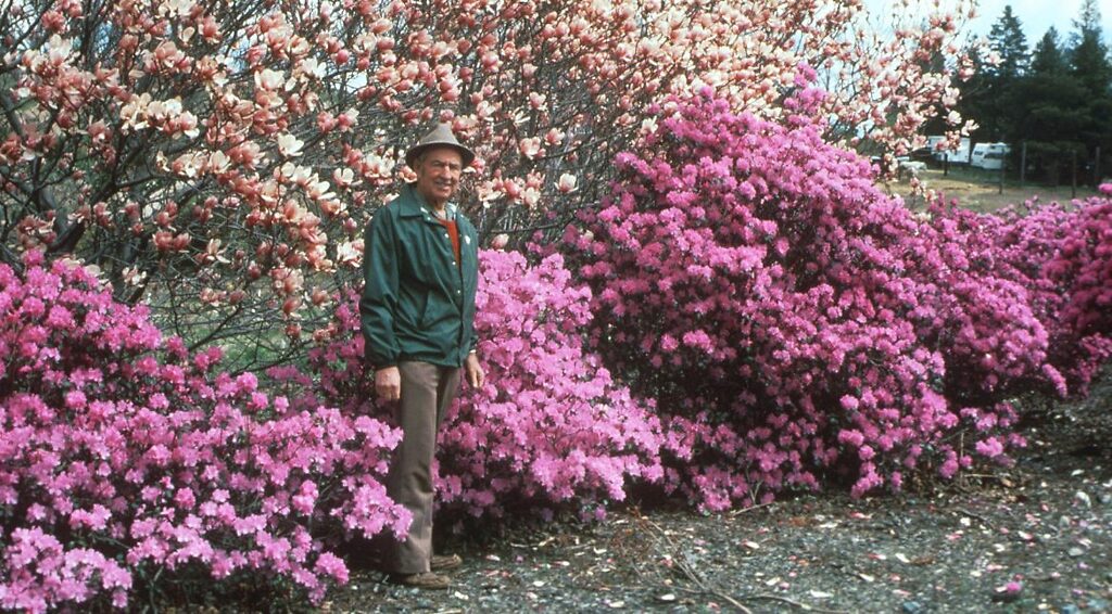 The Hardiest Rhododendrons of All – PJM | The Tree Center™