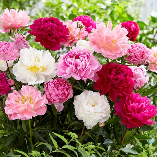 Growing Peonies – the Belles of the Northern Garden | The Tree Center™