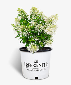 Phantom Hydrangea For Sale Online | The Tree Center