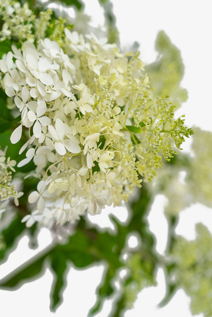 Phantom Hydrangea For Sale Online | The Tree Center