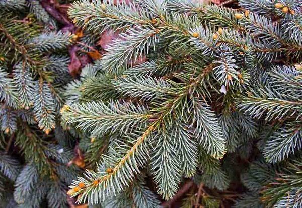 Choosing Spruce Trees | Select the Best Spruce Tree to Plant