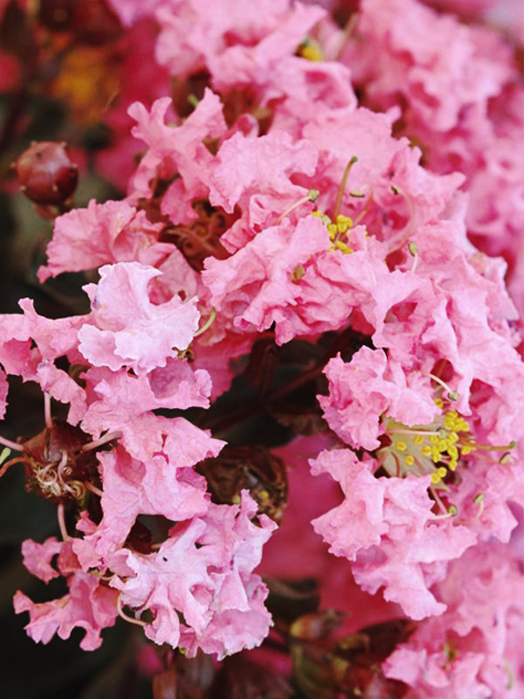Pink Pearl Black Diamond Crape Myrtle For Sale Online | The Tree Center