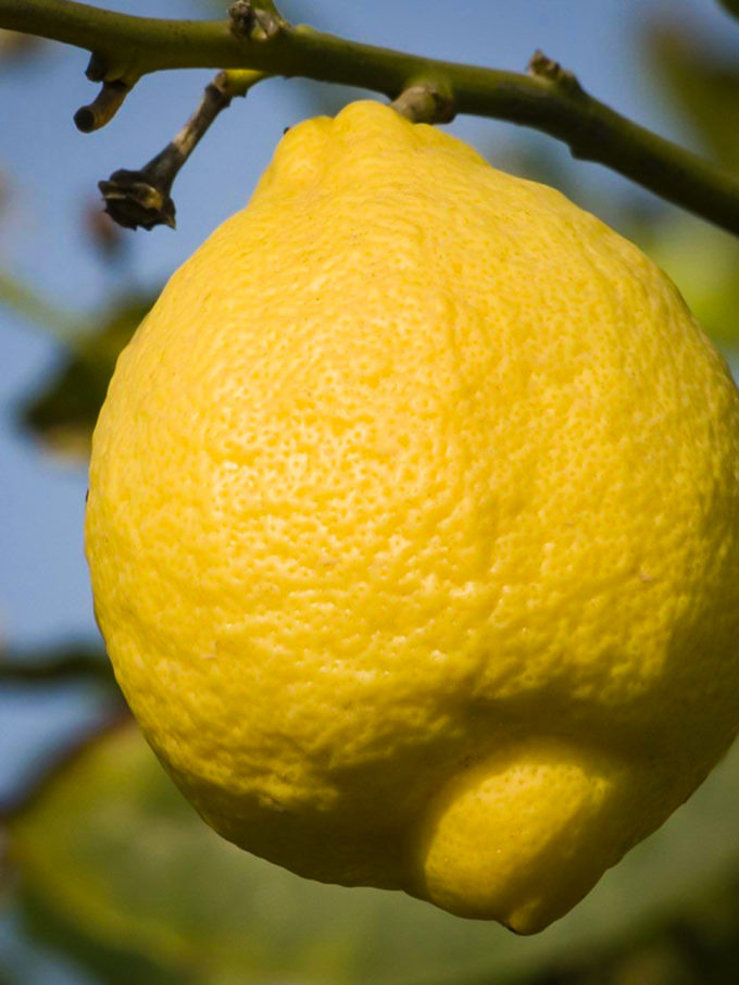 Arctic Frost Satsuma Tree For Sale Online | The Tree Center
