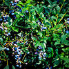 Premier Blueberry Bushes For Sale | The Tree Center