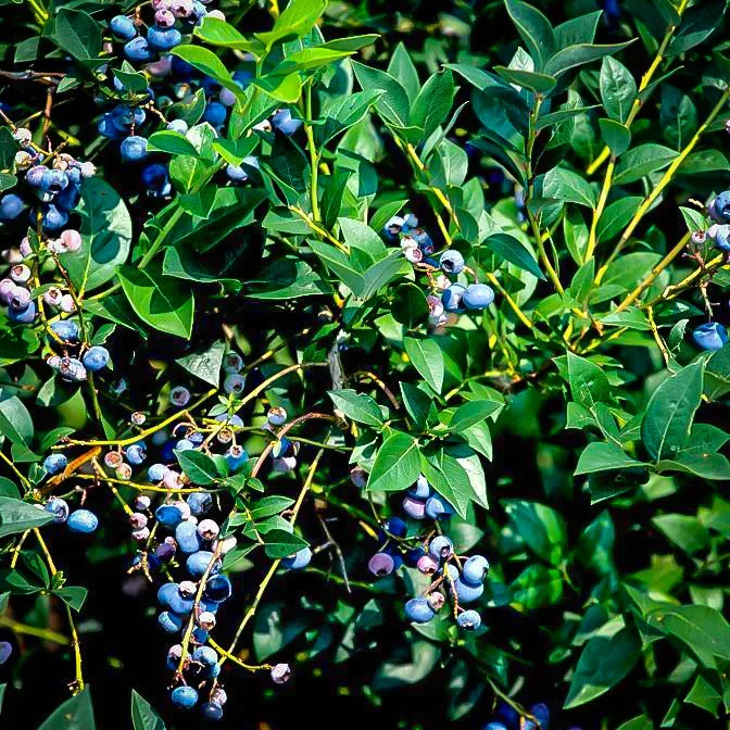 Premier Blueberry Bushes For Sale | The Tree Center