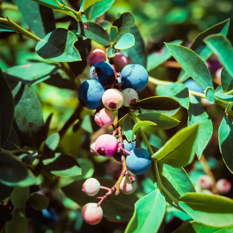 Premier Blueberry Bushes For Sale | The Tree Center