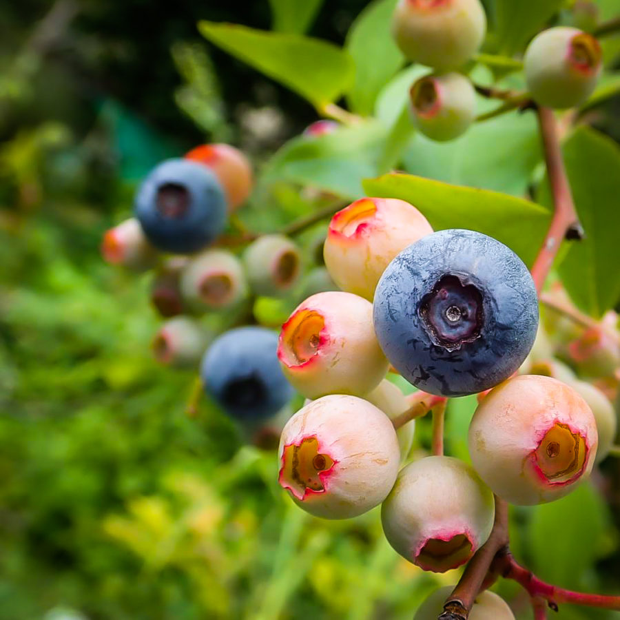 Premier Blueberry Bushes For Sale | The Tree Center