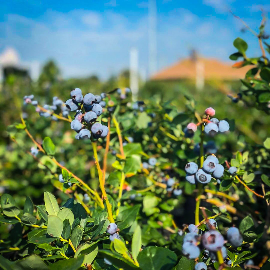 Premier Blueberry Bushes For Sale | The Tree Center