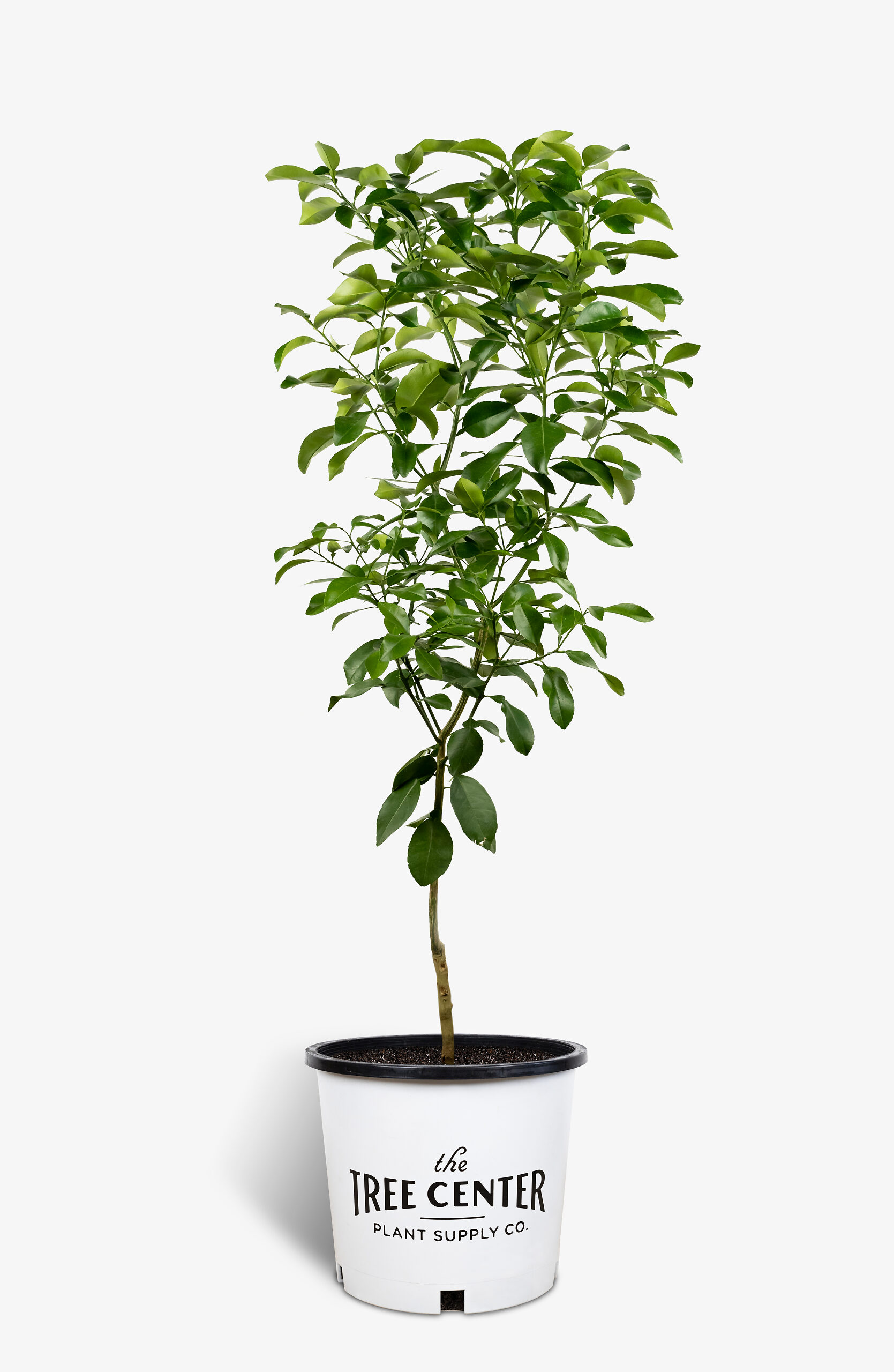 Rio Red Grapefruit Trees For Sale Online | The Tree Center