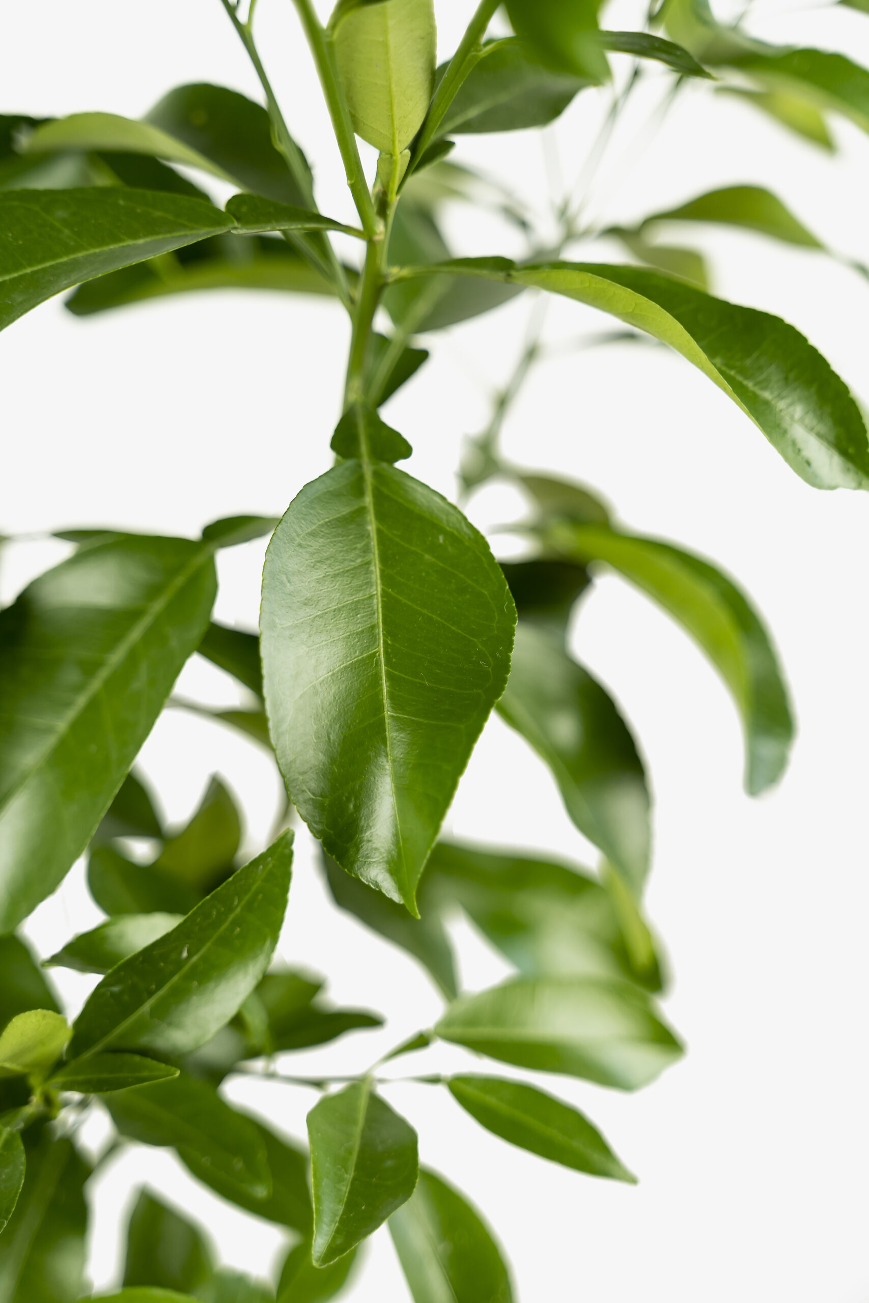 Rio Red Grapefruit Trees For Sale Online | The Tree Center