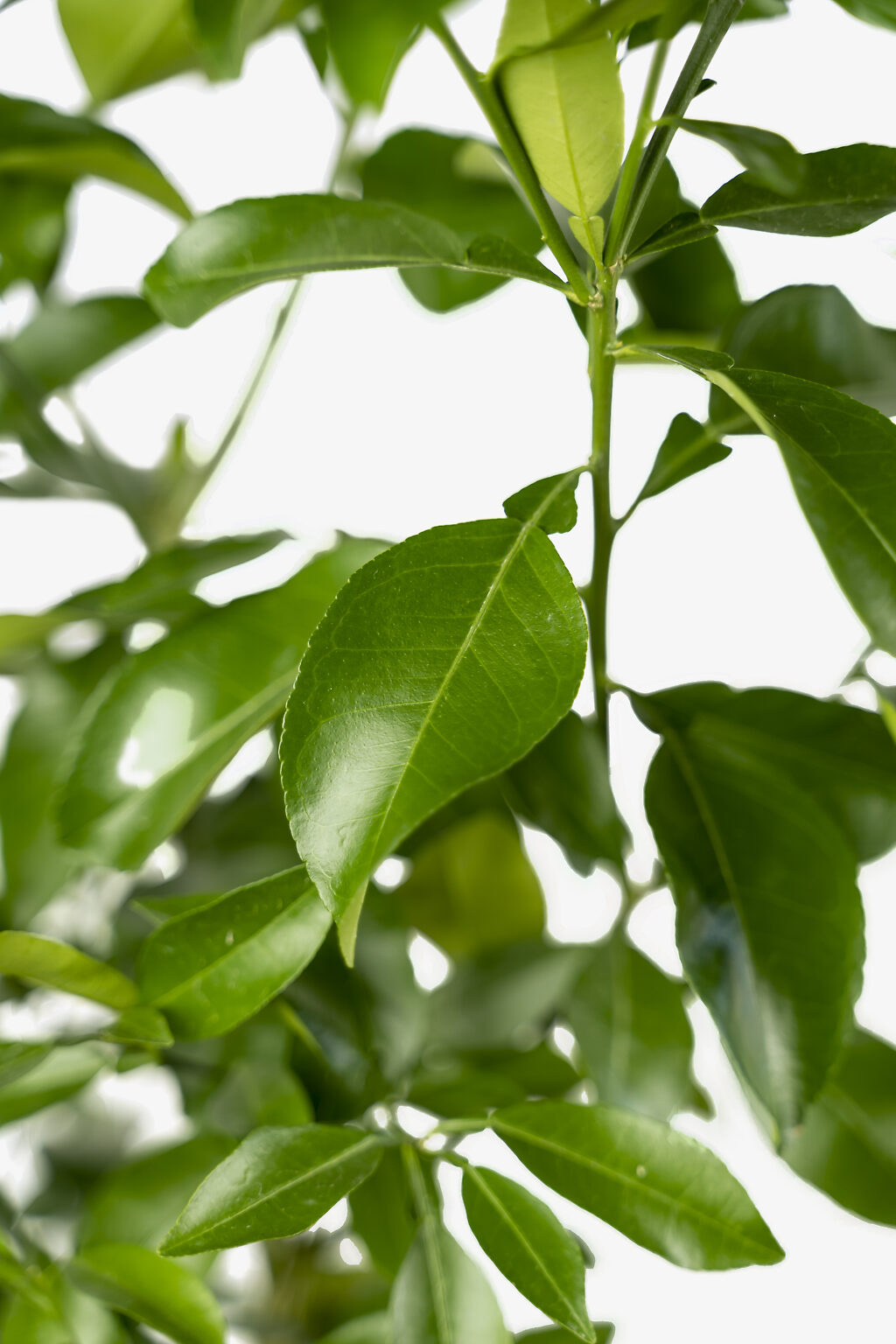 Rio Red Grapefruit Trees For Sale Online | The Tree Center