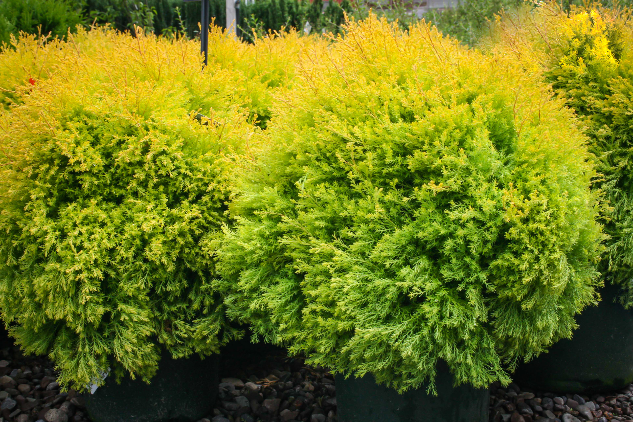 Buy Rheingold Arborvitae Online | The Tree Center